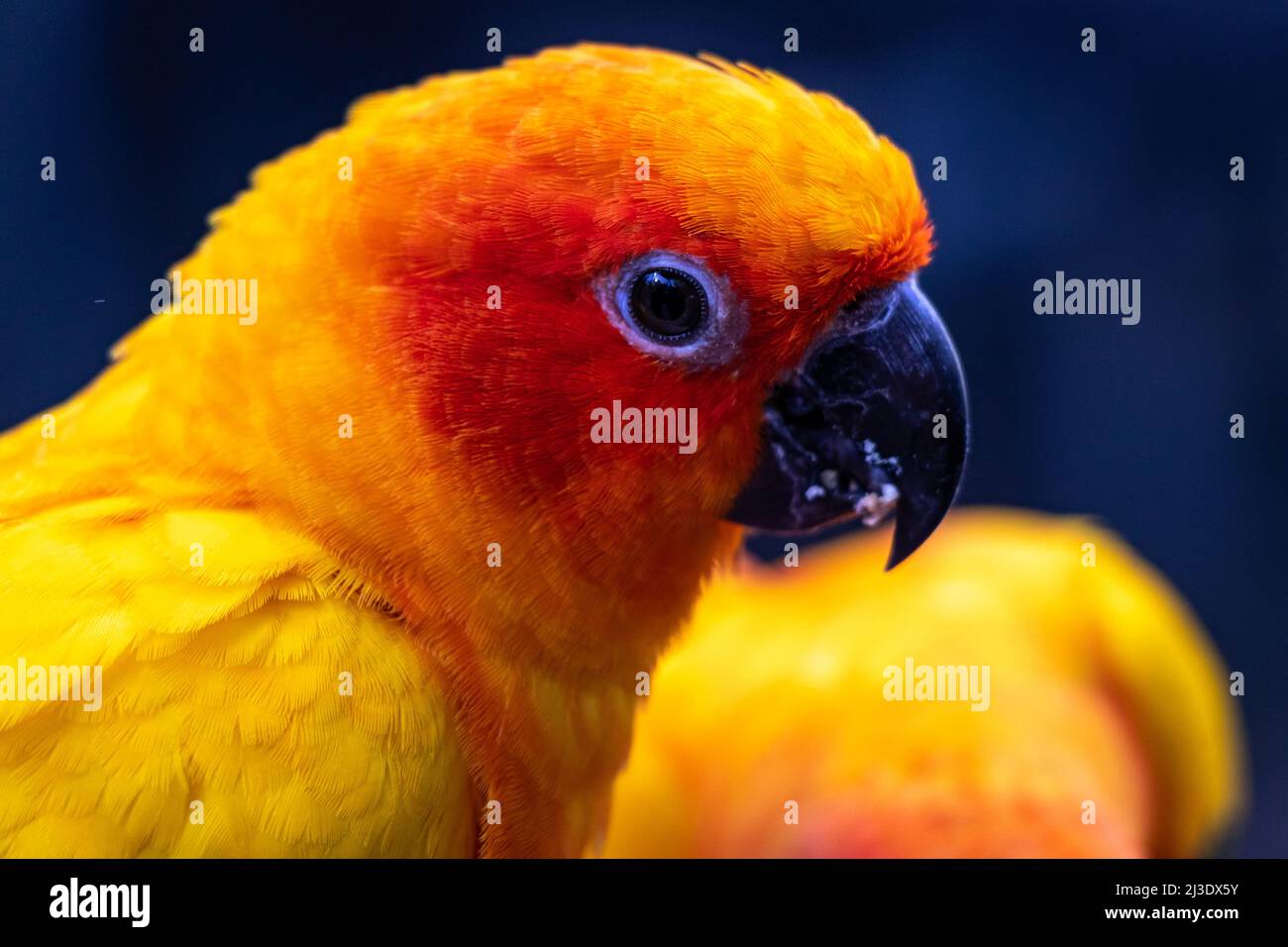 Sun Conure Sun Parakeet Bird Stock Photo - Alamy