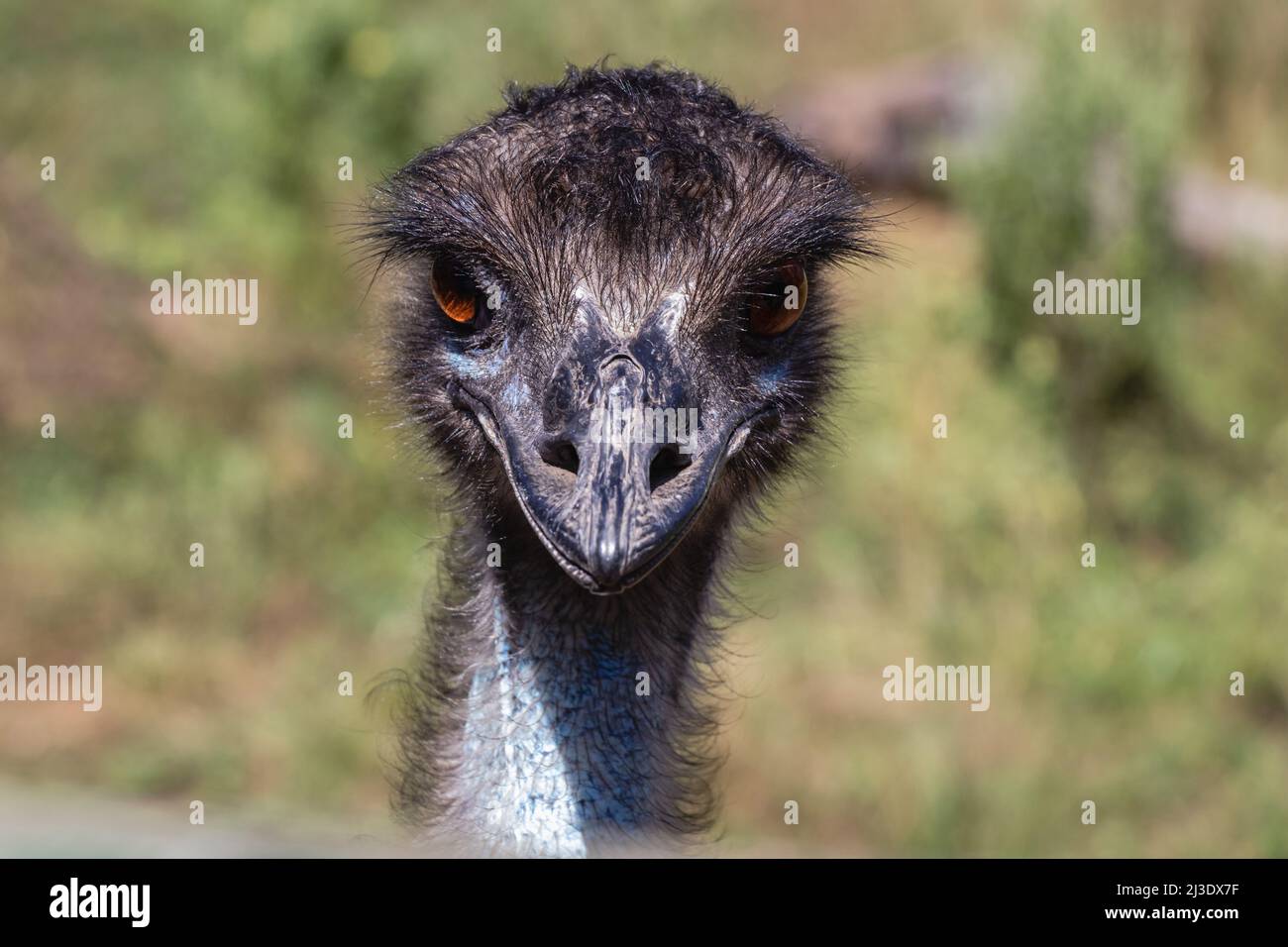 Emu bird front on portrait Stock Photo - Alamy
