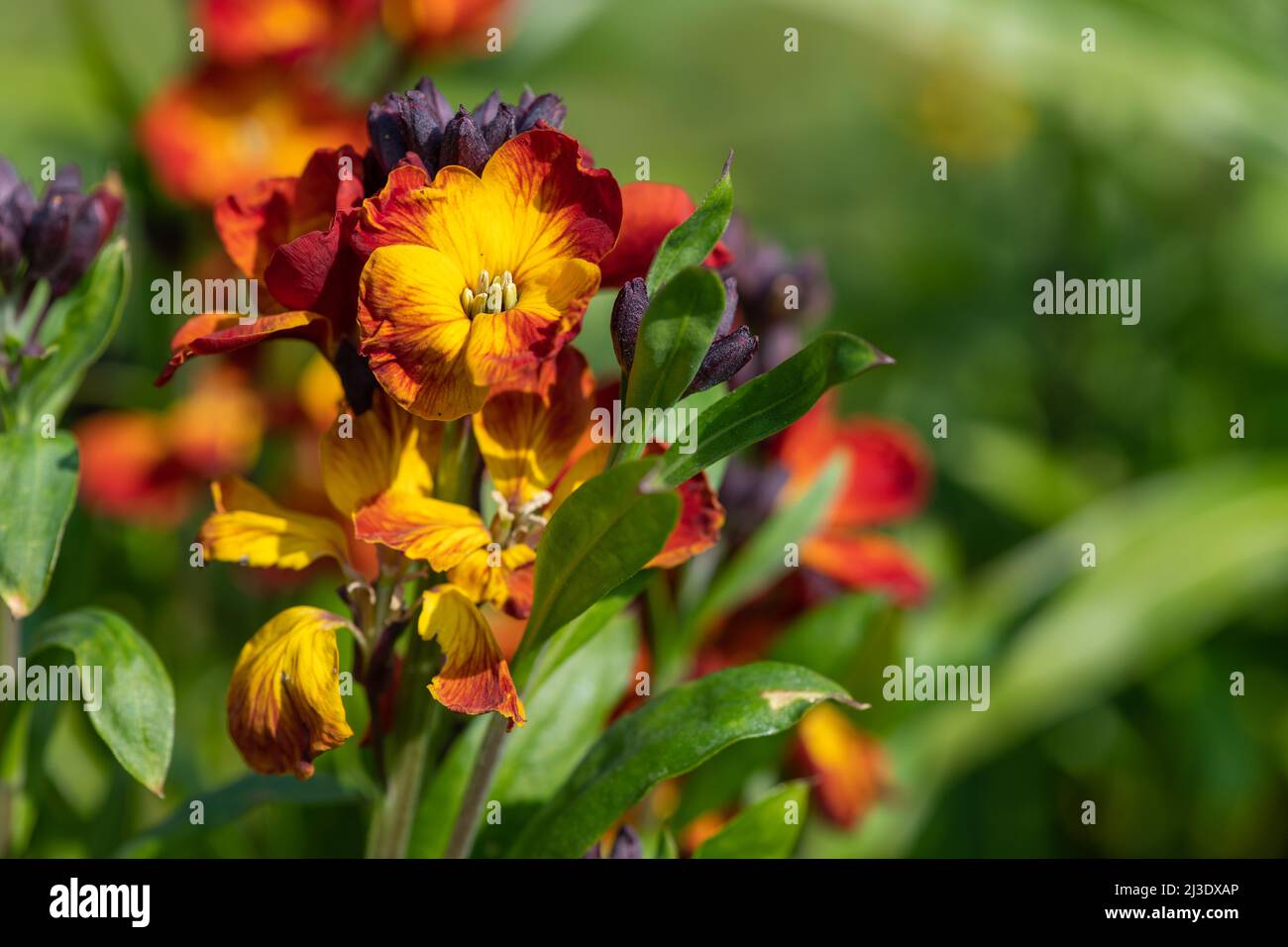 Erysimum cheiri wallflower wallflowers hi-res stock photography and ...