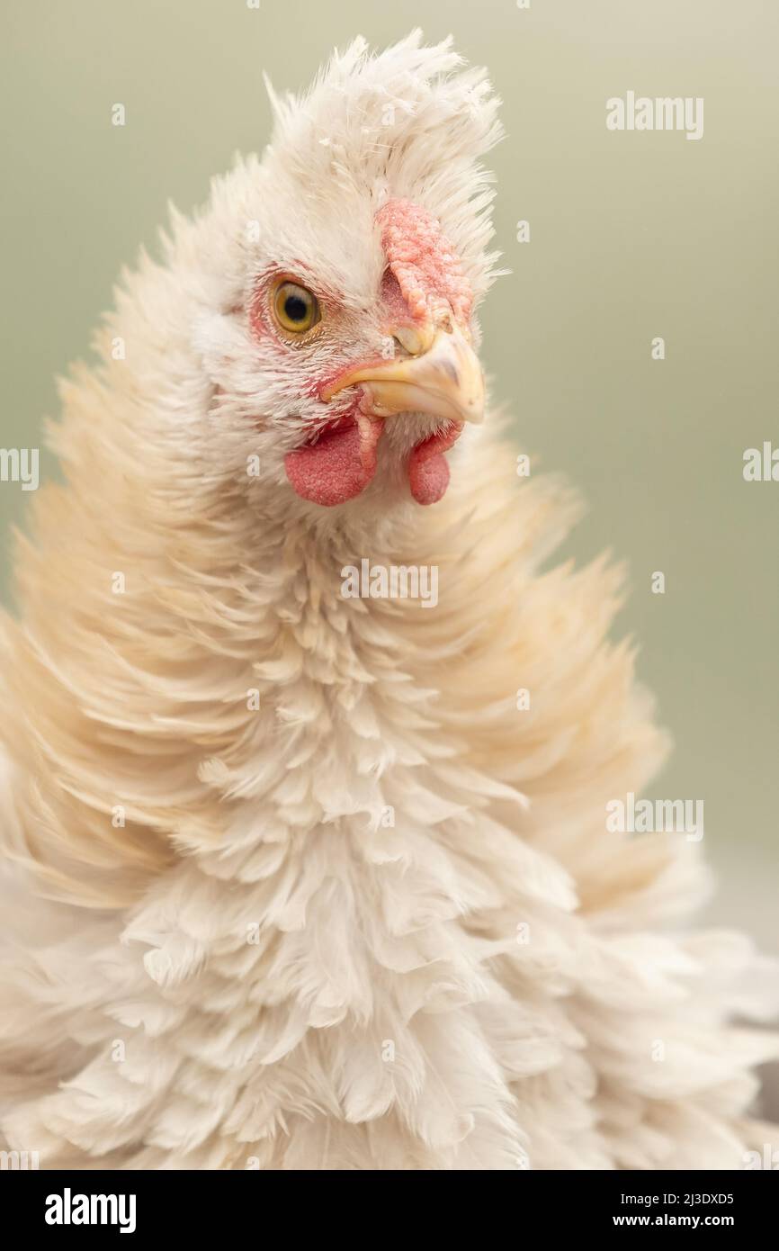 Vertical portrait of creamy white colour chicken with a fluffy tuft in ...