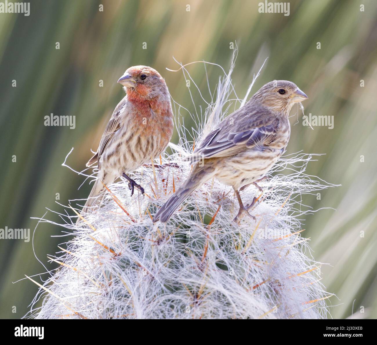Couple of House Finches gathering nest material from cactus. Stanford ...