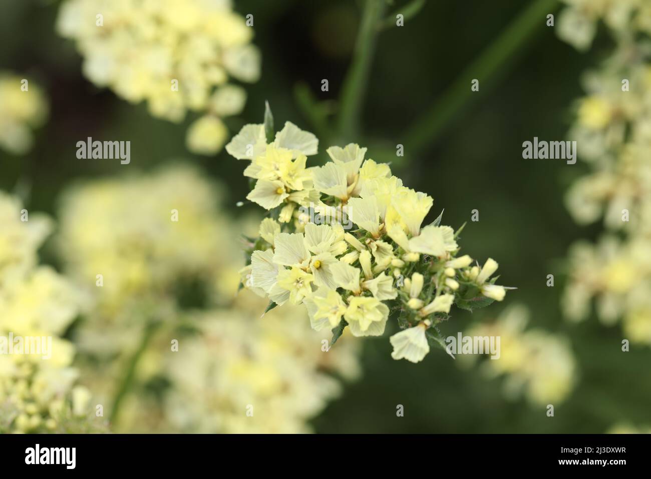 White beautiful statice flowers growing in garden closeup Stock Photo ...