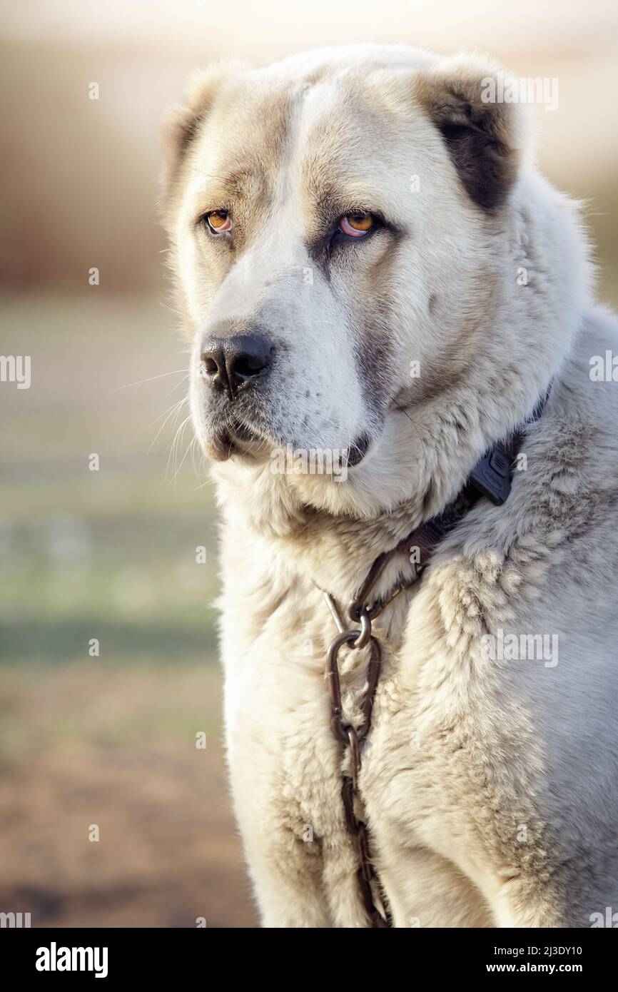 Portrait of asian shepherd dog and his serious glance Stock Photo - Alamy