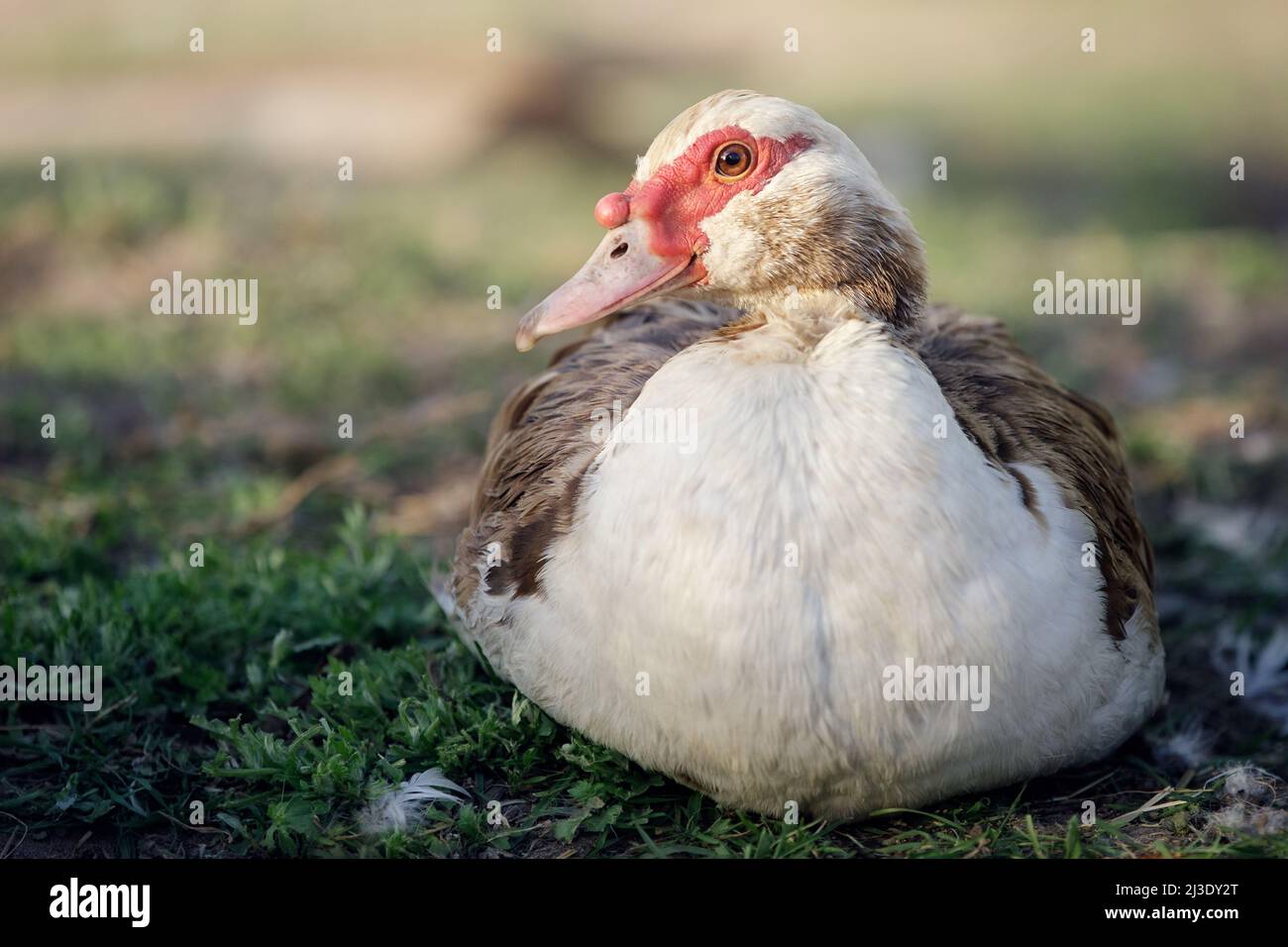Male muscovy duck hi-res stock photography and images - Alamy