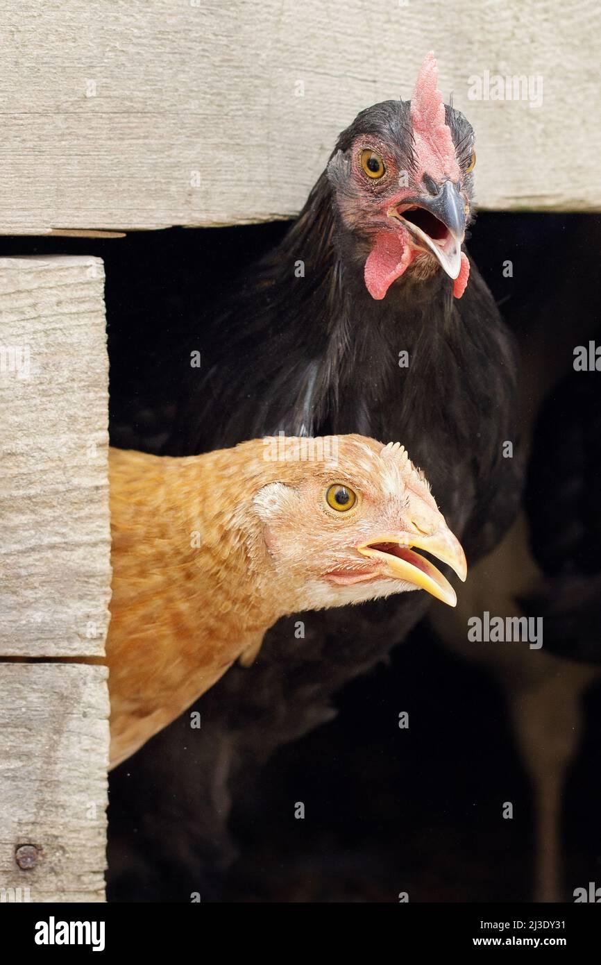 Chicken heads hi-res stock photography and images - Alamy