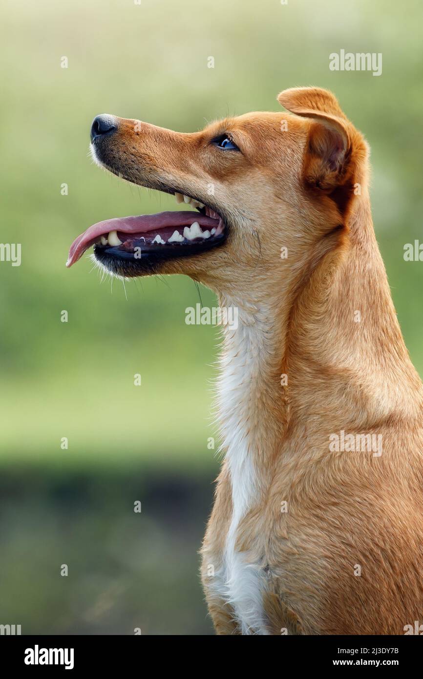 Cute ginger dog portrait from side with an open mouth, showing tongue ...