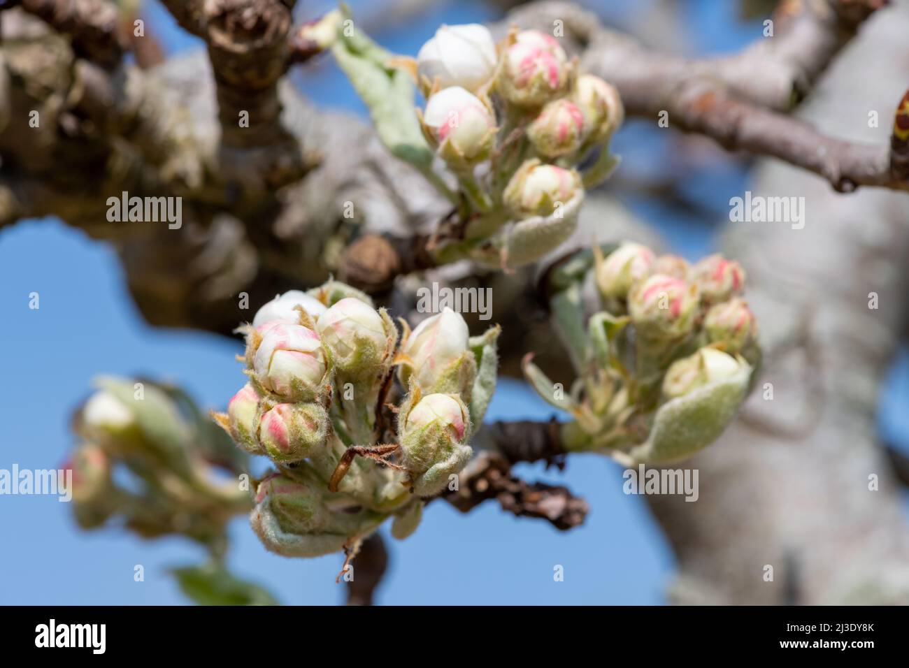 Close up of buds on a pear tree at the budburst growth stage Stock ...