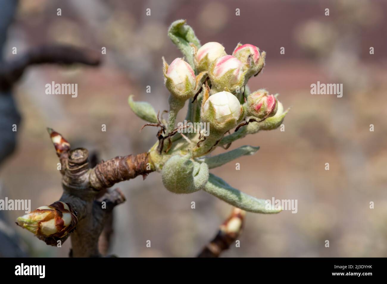 Close up of buds on a pear tree at the budburst growth stage Stock ...