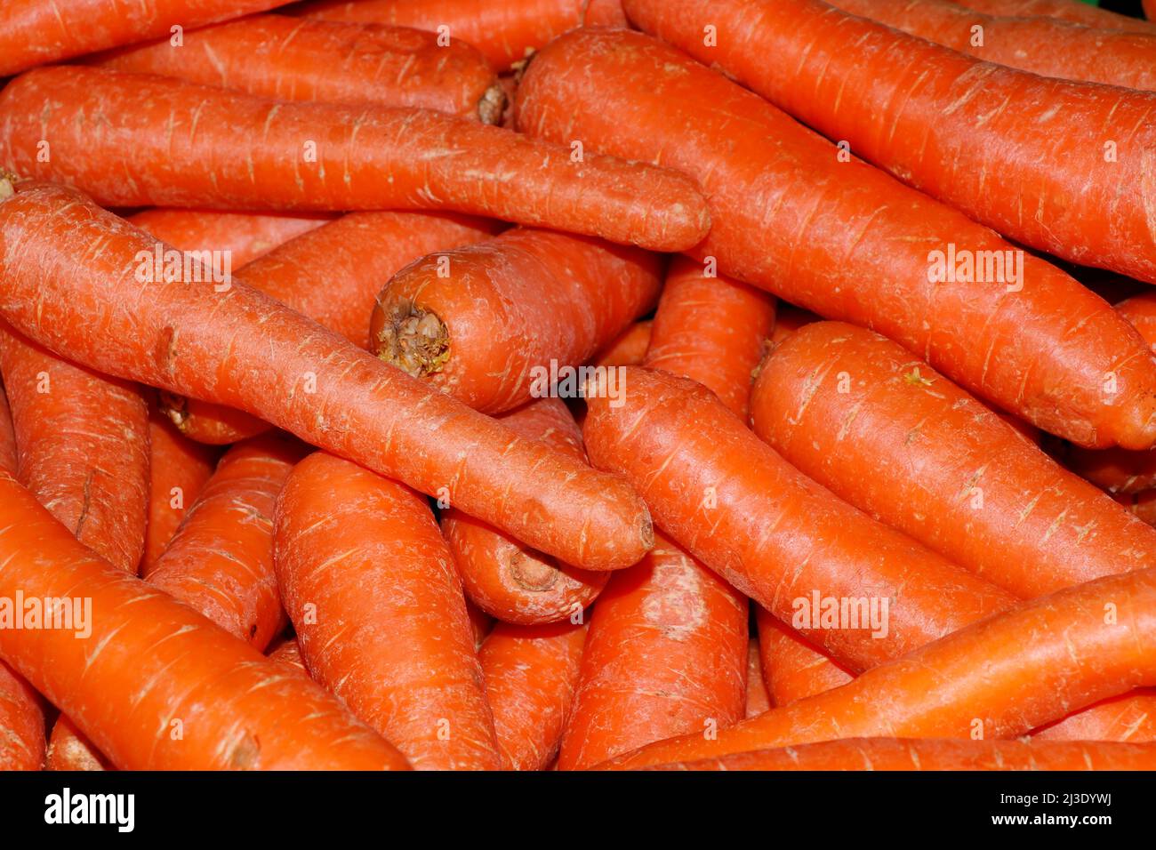 Round carrots garden hi-res stock photography and images - Alamy