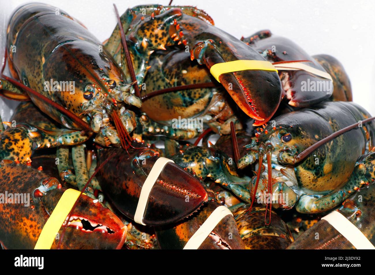 group of live atlantic lobster in close up, luxury seafood Stock Photo ...
