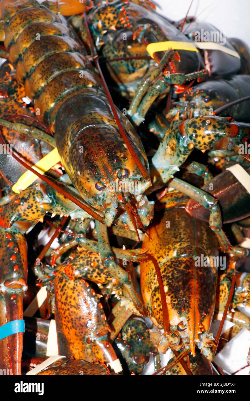 group of live atlantic lobster in close up, luxury seafood Stock Photo ...