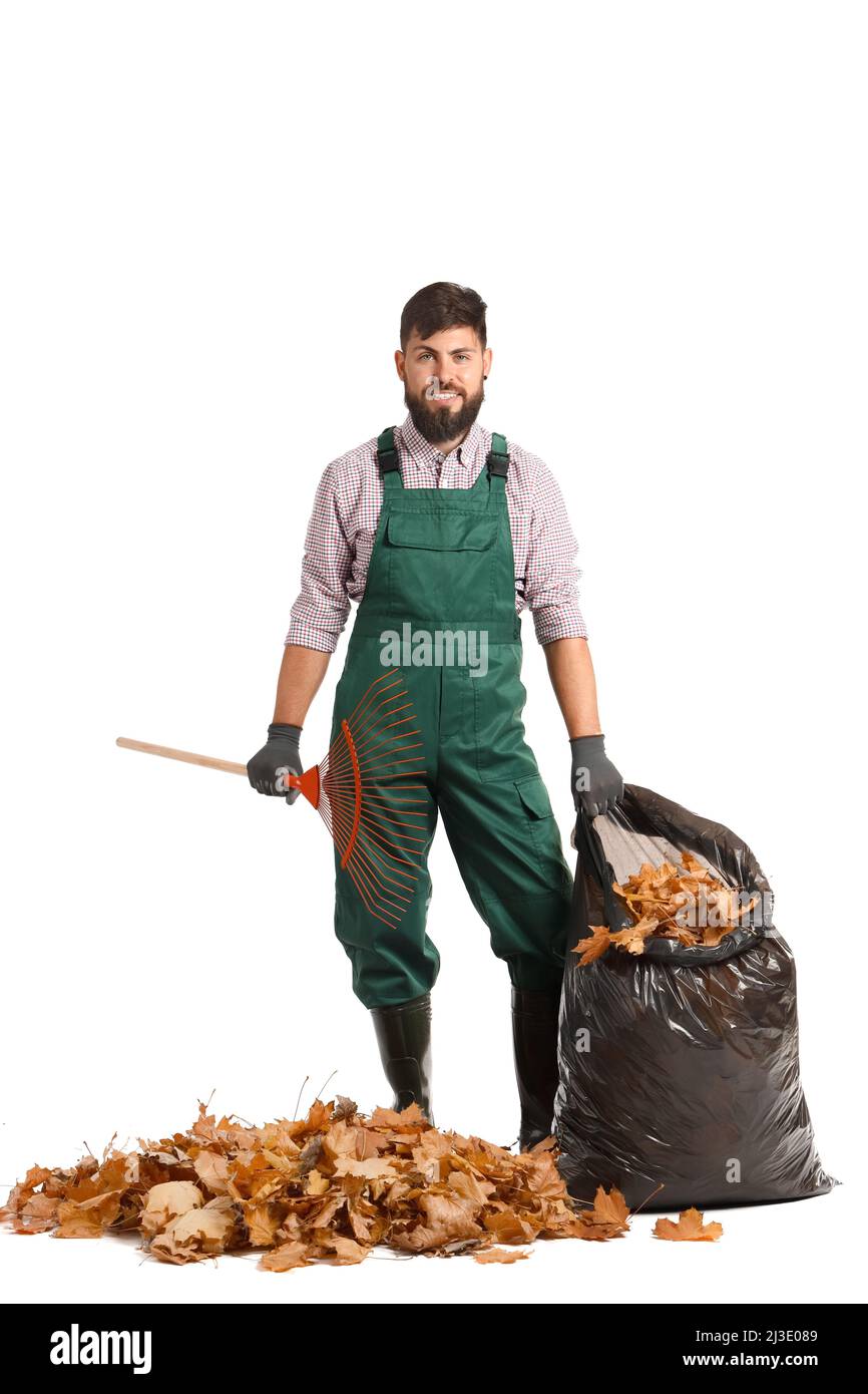 Worker gathering autumn leaves on white background Stock Photo - Alamy