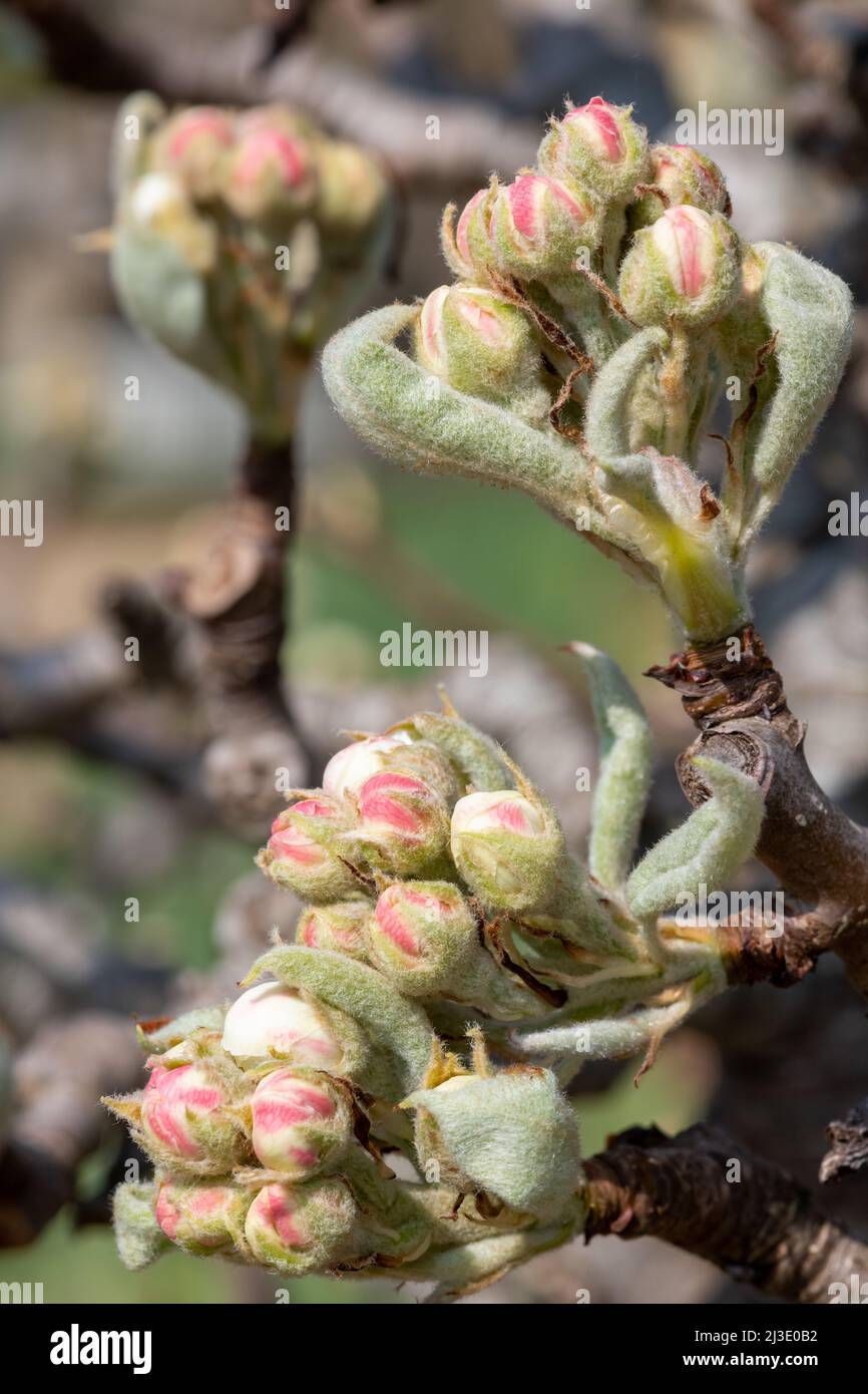 Close up of buds on a pear tree at the budburst growth stage Stock ...