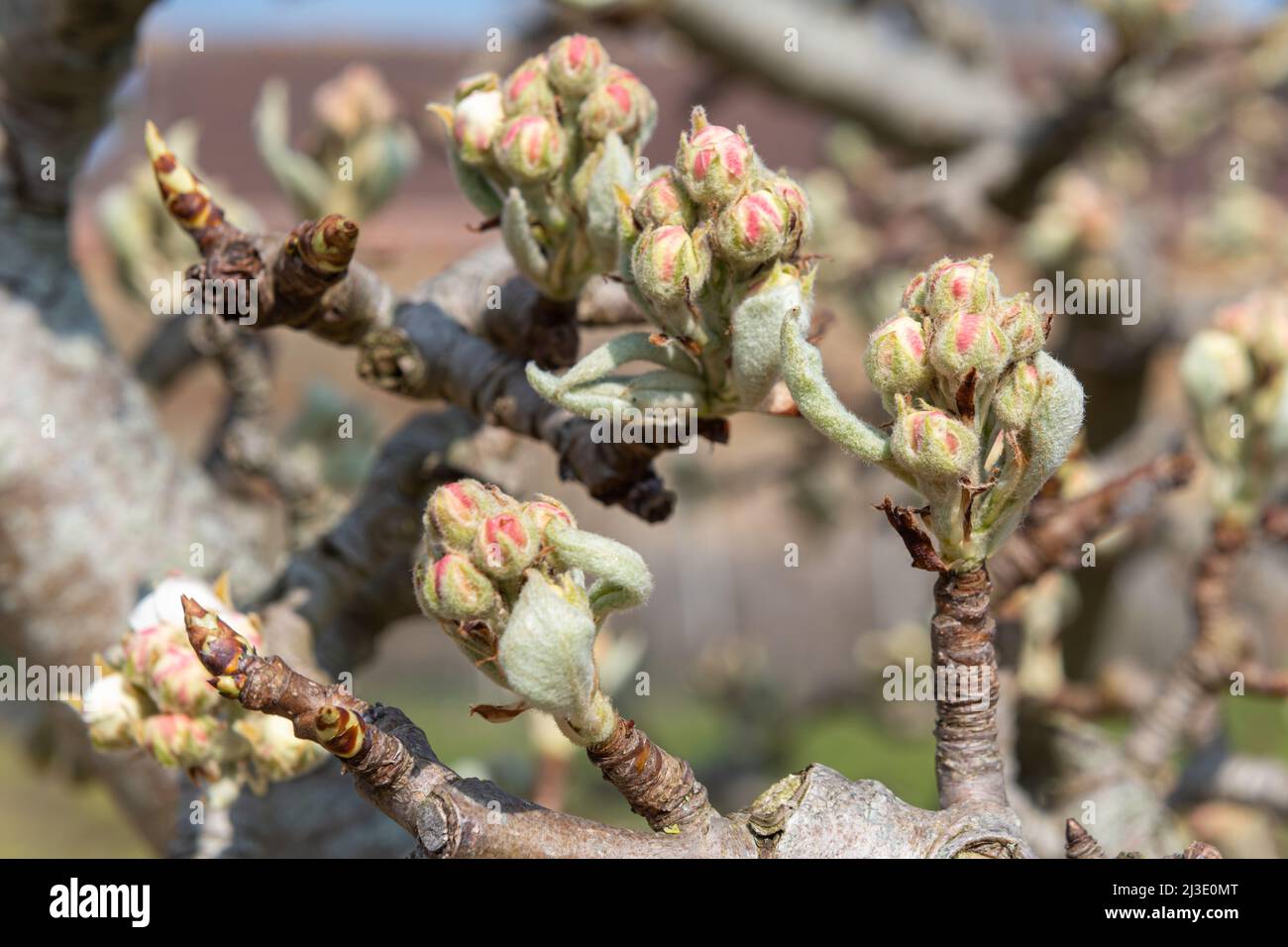 Budburst hi-res stock photography and images - Alamy