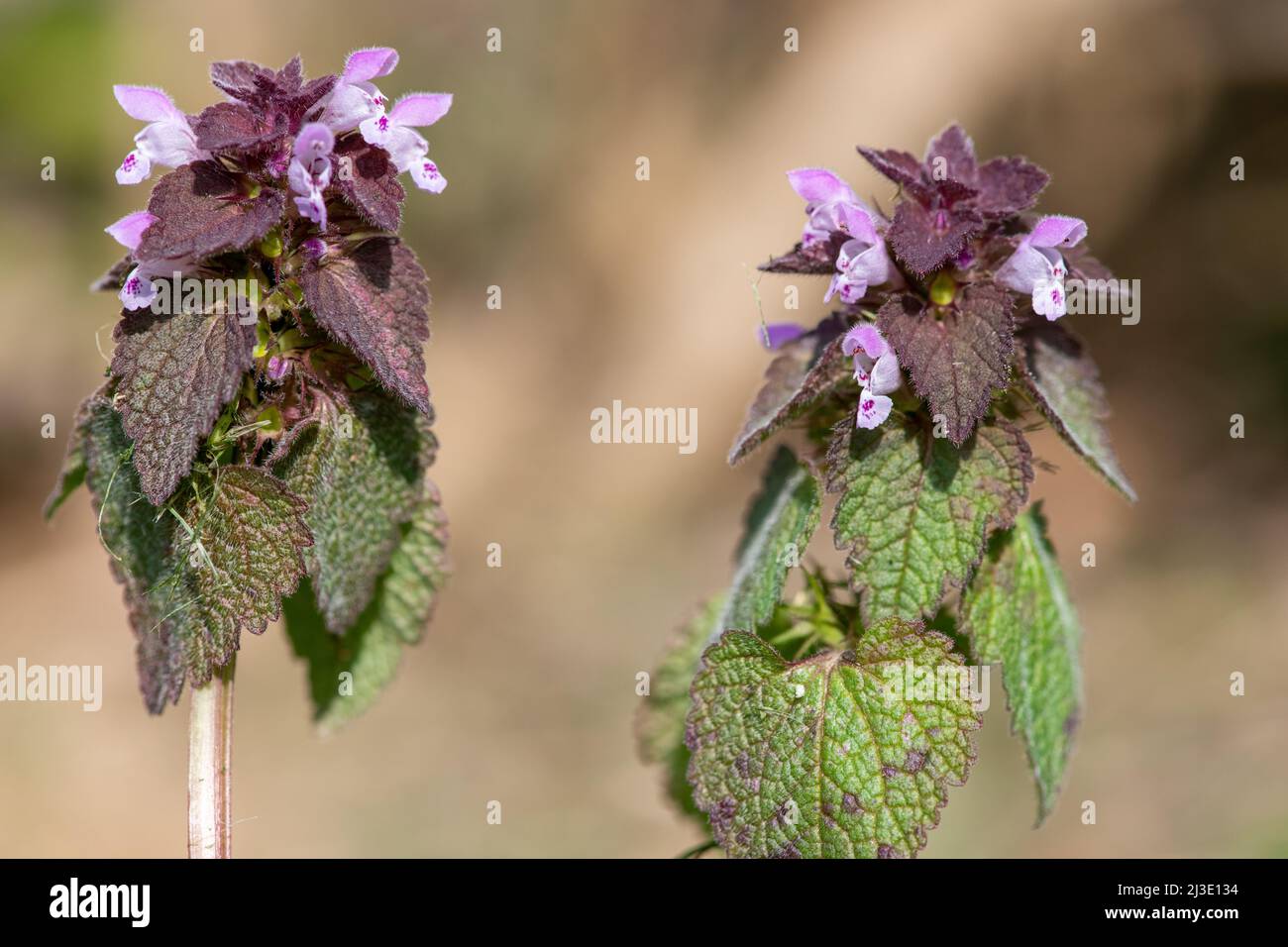 Close up of purple dead nettle (lamium purpureum) flowers in bloom ...