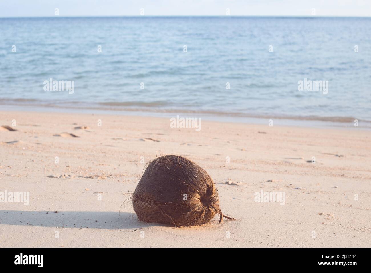 Coconut on the sand, by the sea. Marine natural pastel background Stock ...