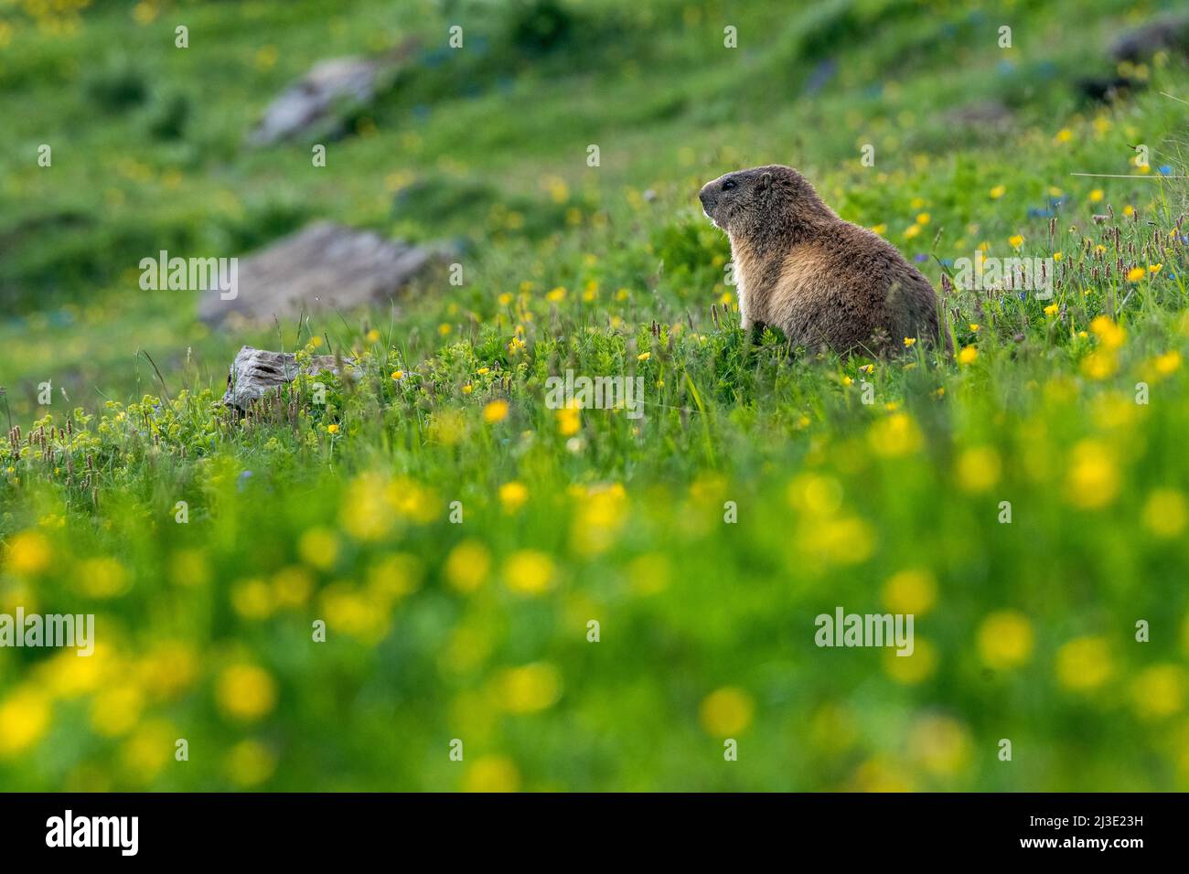 marmot in a alpine meadow near Grindelwald in the Swiss Alps Stock ...