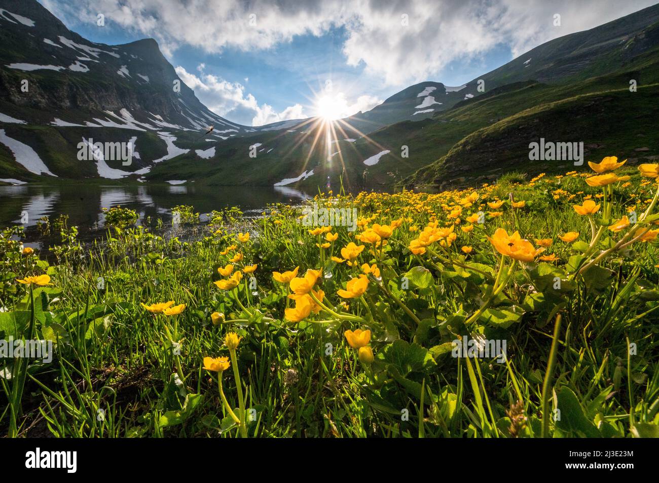 Alpine wild flowers hi-res stock photography and images - Alamy