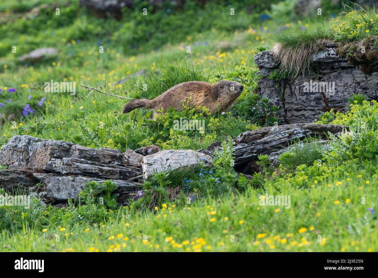 marmot in a alpine meadow near Grindelwald in the Swiss Alps Stock ...