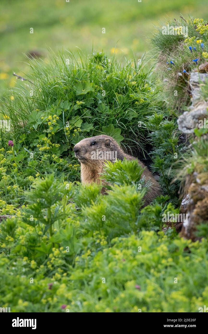 marmot in a alpine meadow near Grindelwald in the Swiss Alps Stock ...