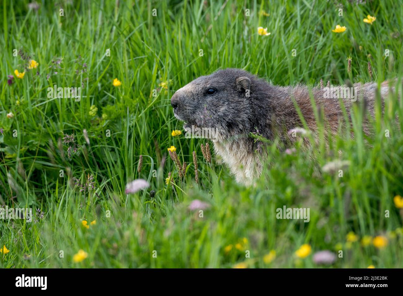marmot in a alpine meadow near Grindelwald in the Swiss Alps Stock ...