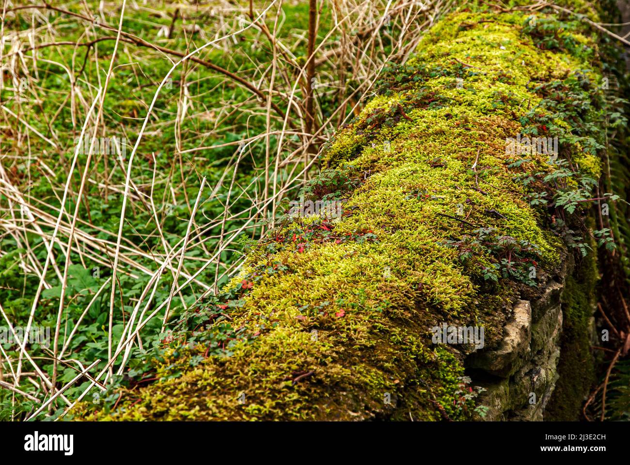 Top of old english country wall with moss Stock Photo - Alamy