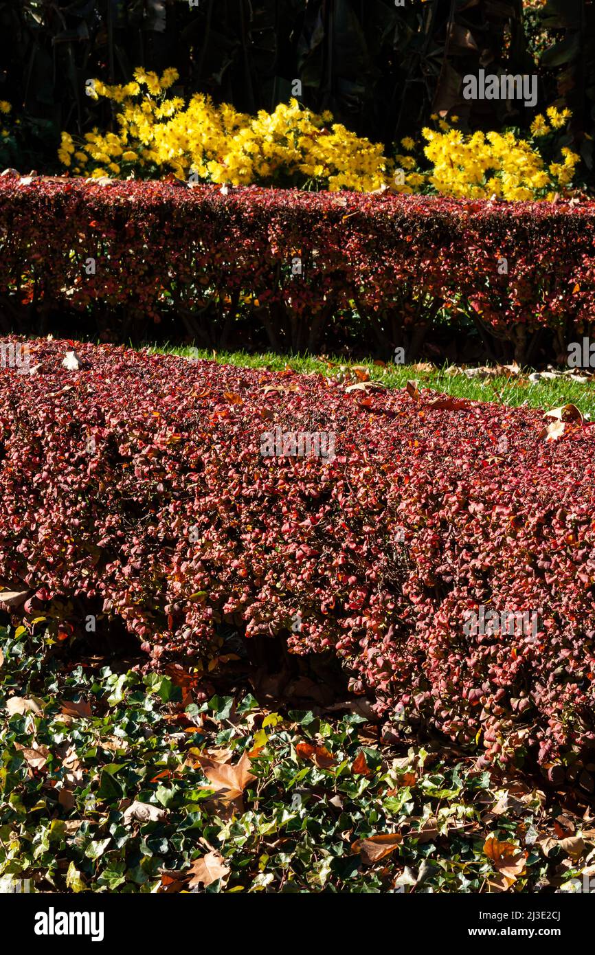 Fall colors at the Brooklyn Botanic Garden Stock Photo - Alamy