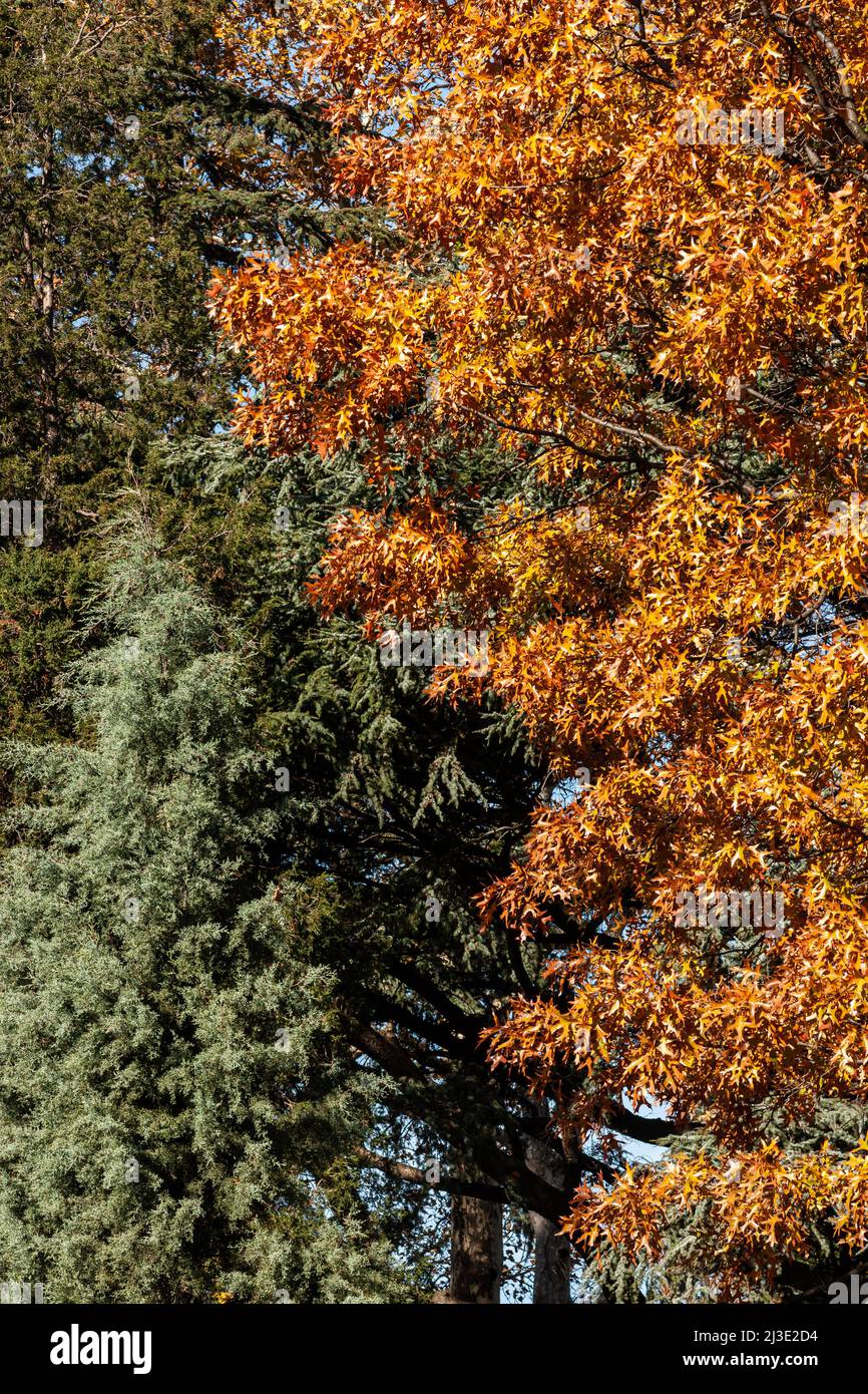 Fall colors at the Brooklyn Botanic Garden Stock Photo - Alamy