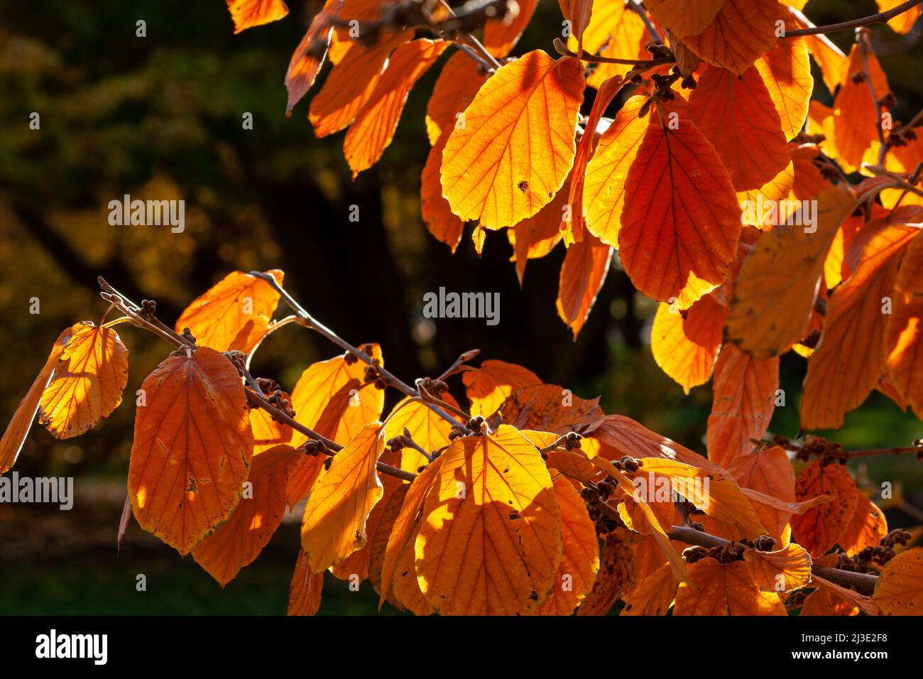 Fall colors at the Brooklyn Botanic Garden Stock Photo - Alamy