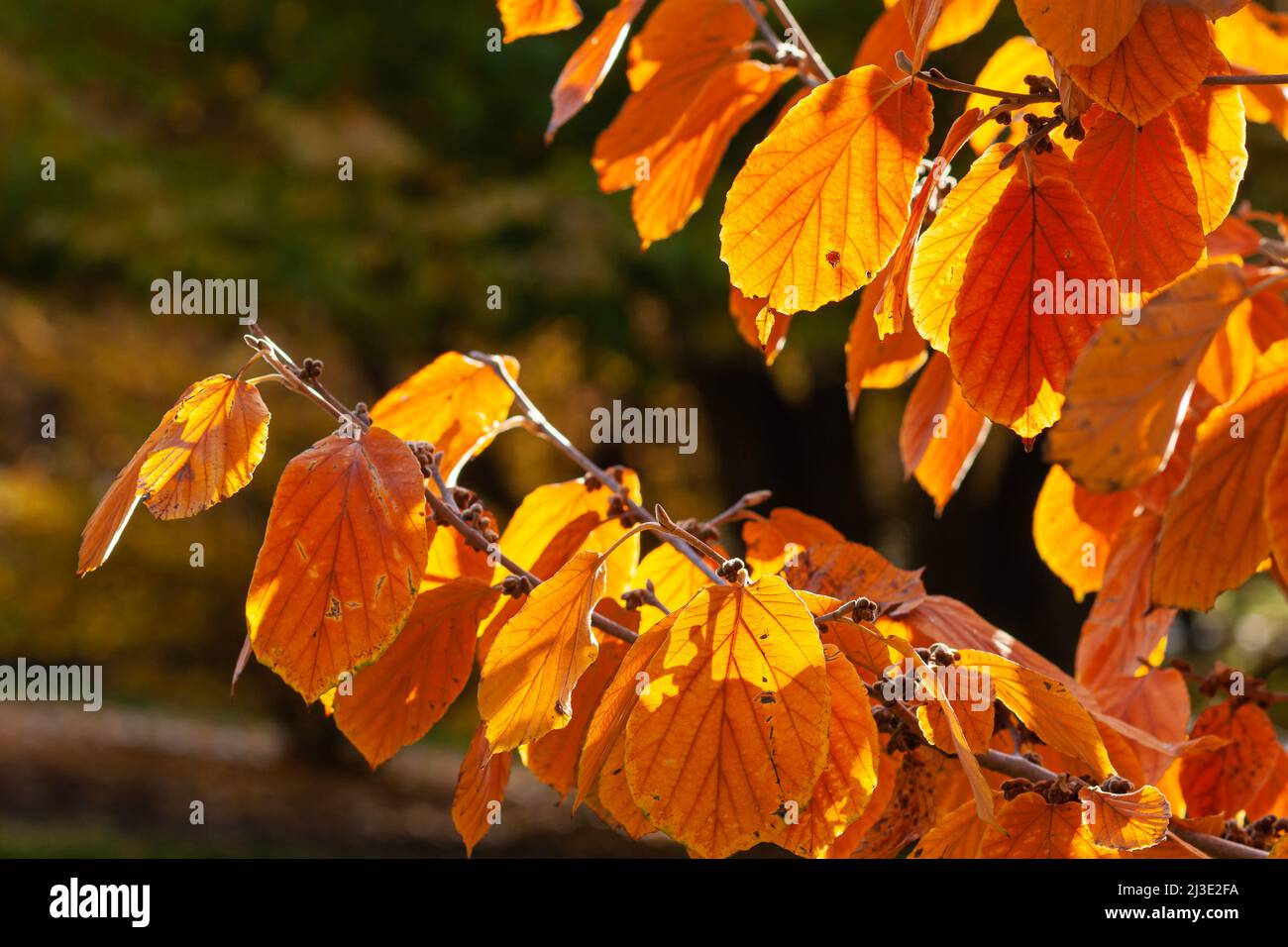 Fall colors at the Brooklyn Botanic Garden Stock Photo - Alamy