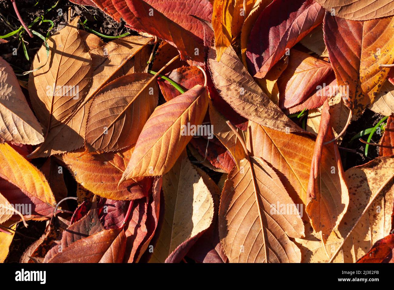 Fall colors at the Brooklyn Botanic Garden Stock Photo - Alamy