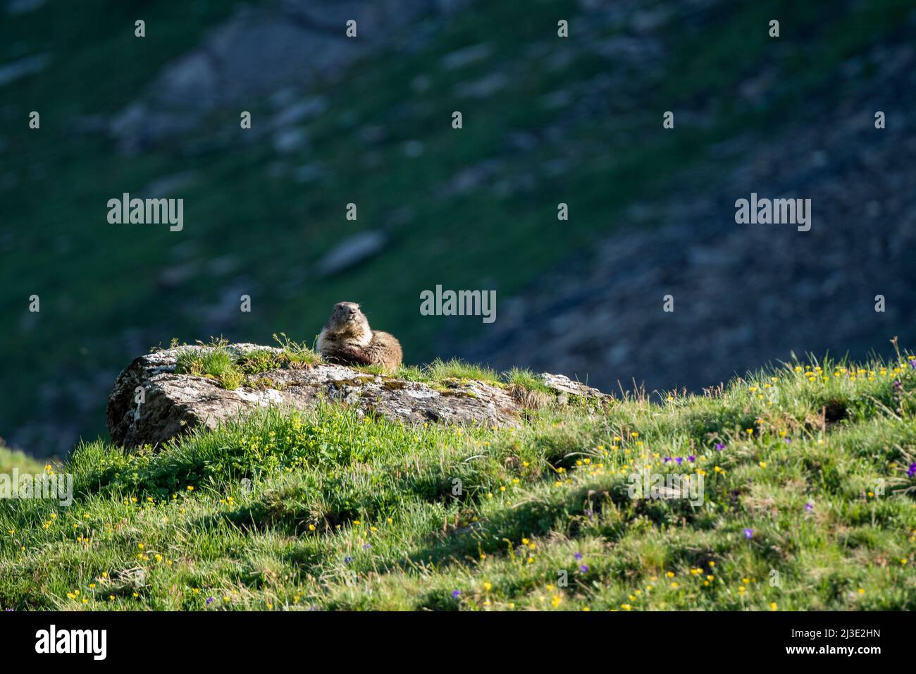 marmot in a alpine meadow near Grindelwald in the Swiss Alps Stock ...