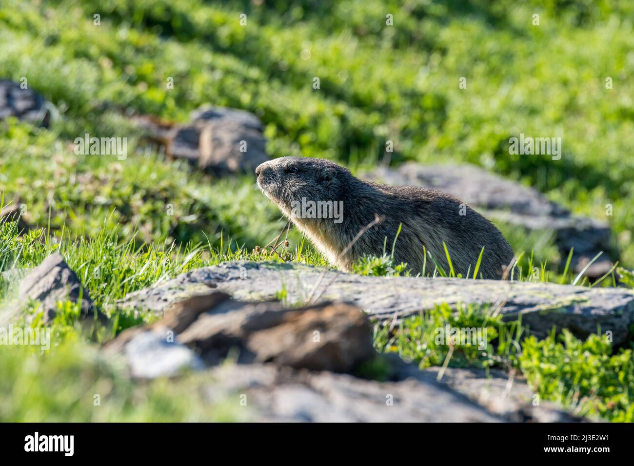 marmot in a alpine meadow near Grindelwald in the Swiss Alps Stock ...