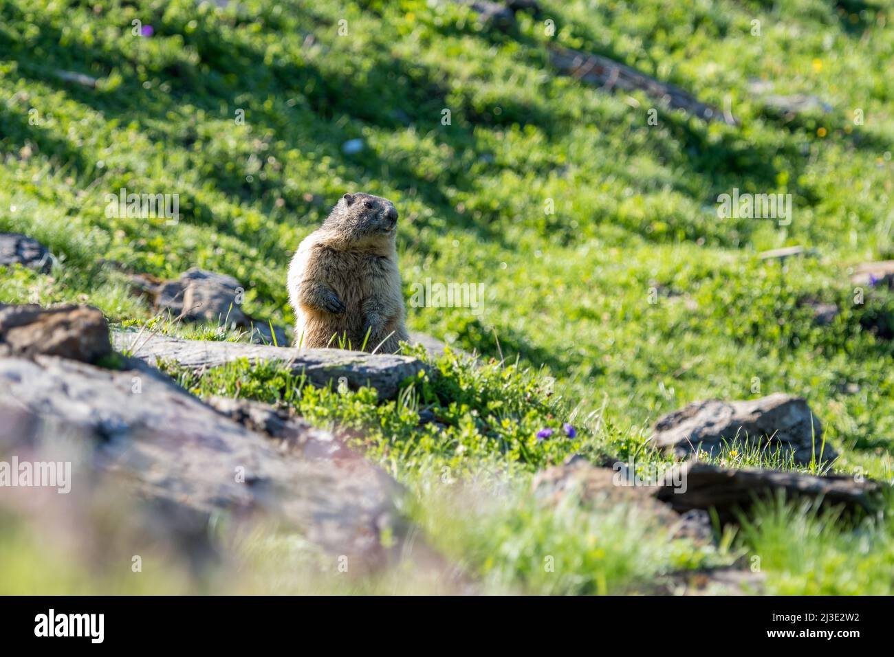 marmot in a alpine meadow near Grindelwald in the Swiss Alps Stock ...