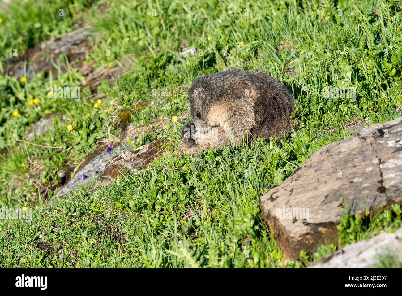 marmot in a alpine meadow near Grindelwald in the Swiss Alps Stock ...