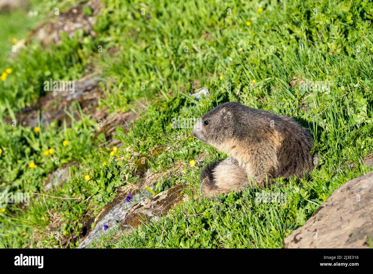 marmot in a alpine meadow near Grindelwald in the Swiss Alps Stock ...