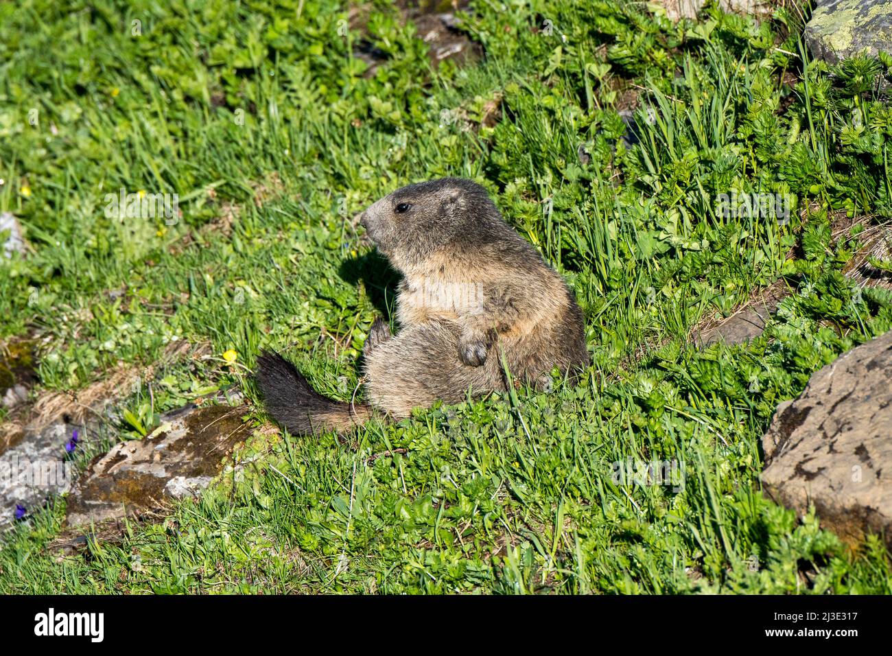 marmot in a alpine meadow near Grindelwald in the Swiss Alps Stock ...