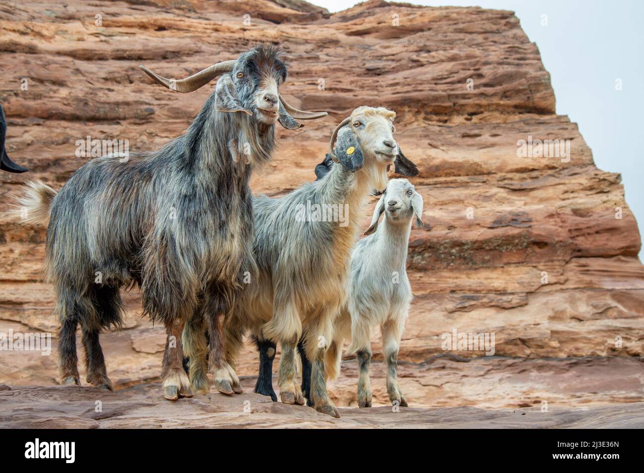 Domestic mountain goats in Petra Jordan being fed pomegranates and ...
