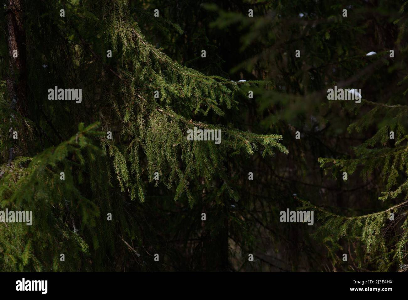 Soft fir branches in the light of the warm spring sun in the forest ...