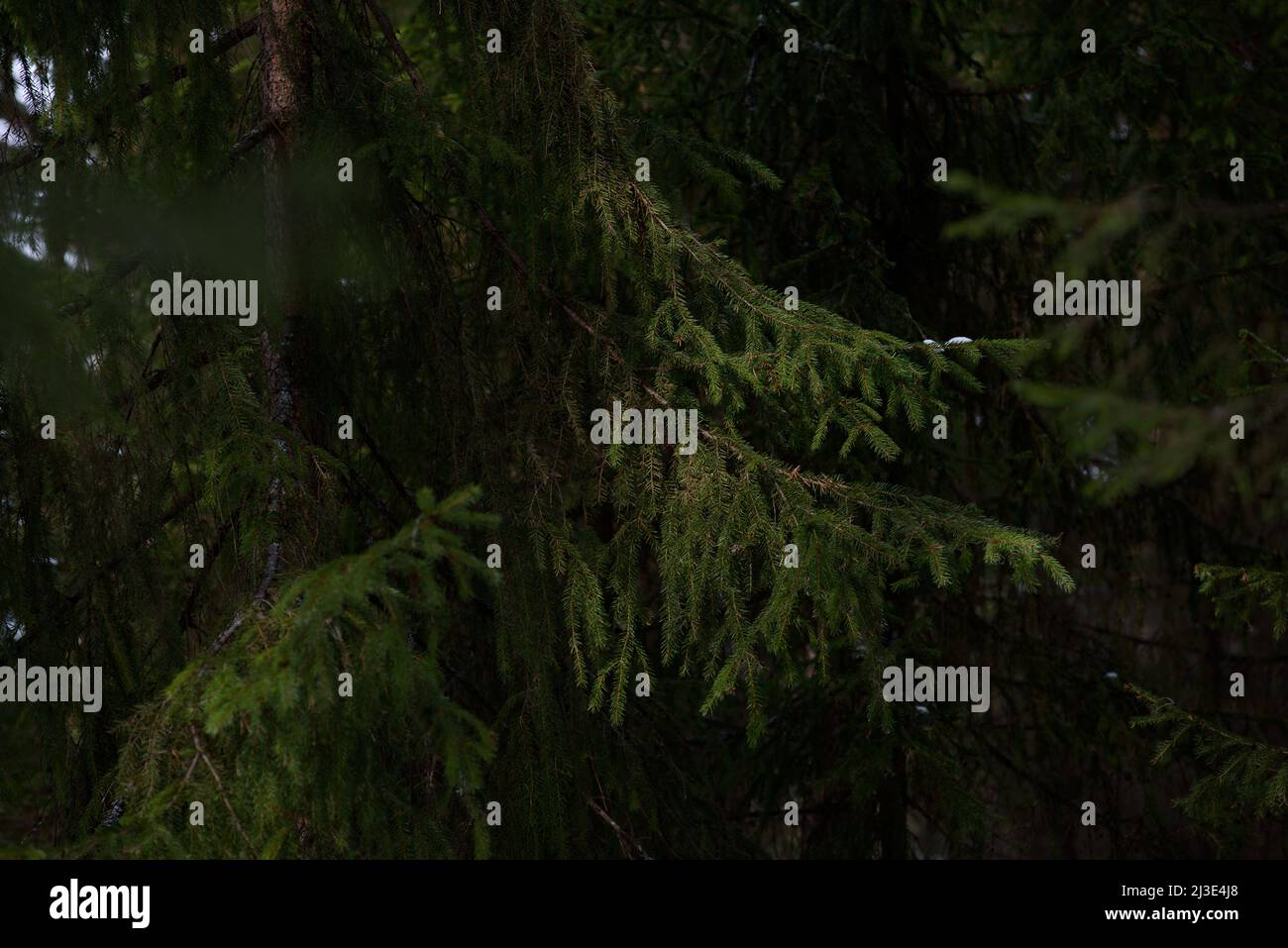 Soft fir branches in the light of the warm spring sun in the forest ...