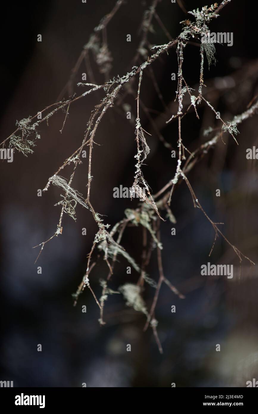 Old branches of fir trees overgrown with moss and lichen in the spring ...