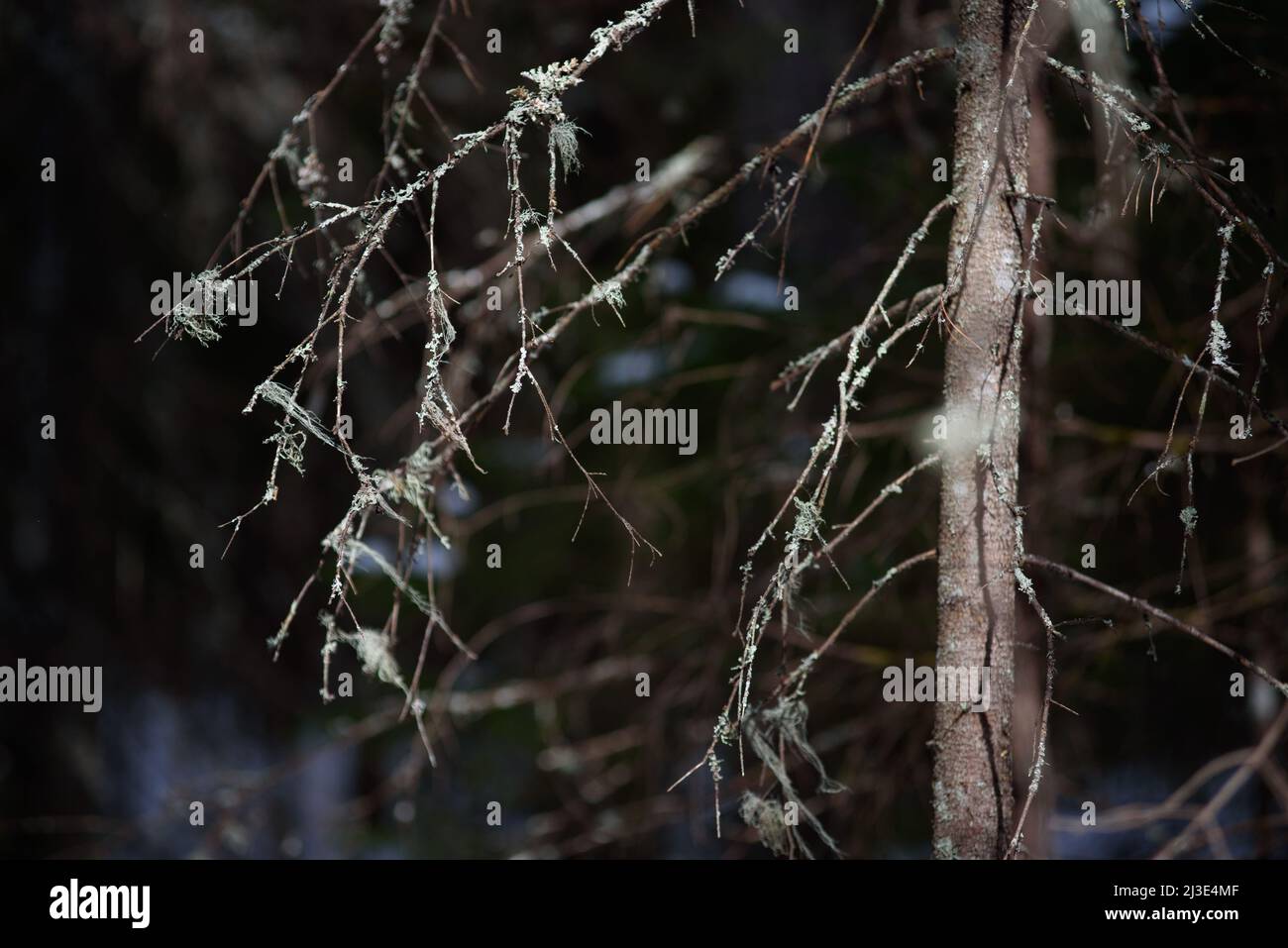 Old branches of fir trees overgrown with moss and lichen in the spring ...