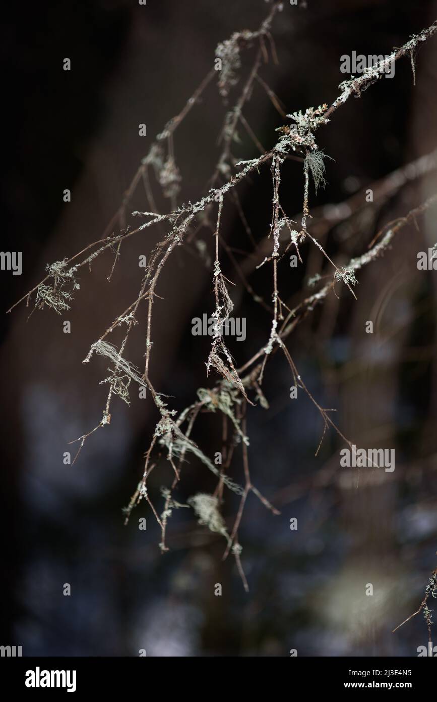 Old branches of fir trees overgrown with moss and lichen in the spring ...
