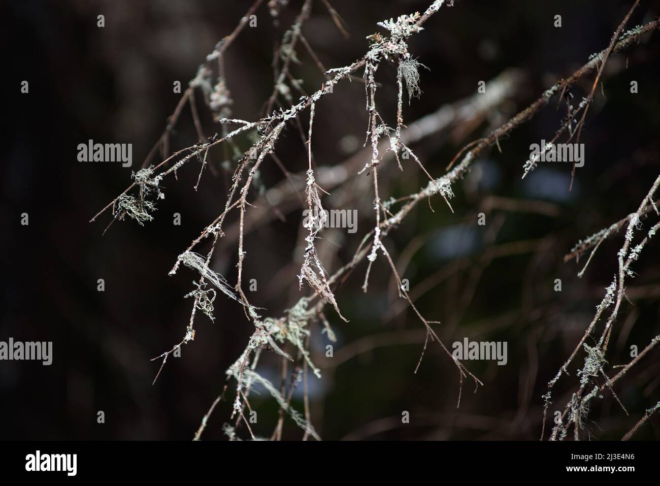 Old branches of fir trees overgrown with moss and lichen in the spring ...