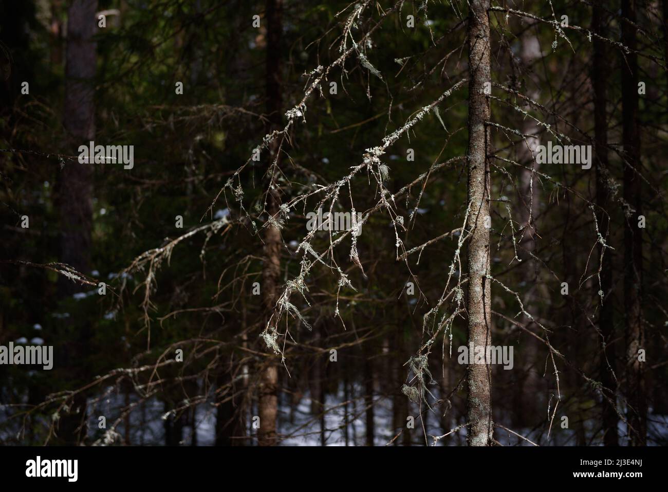 Old branches of fir trees overgrown with moss and lichen in the spring ...