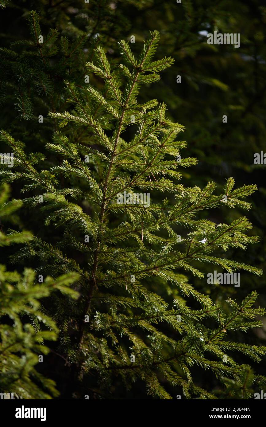 Soft fir branches in the light of the warm spring sun in the forest ...