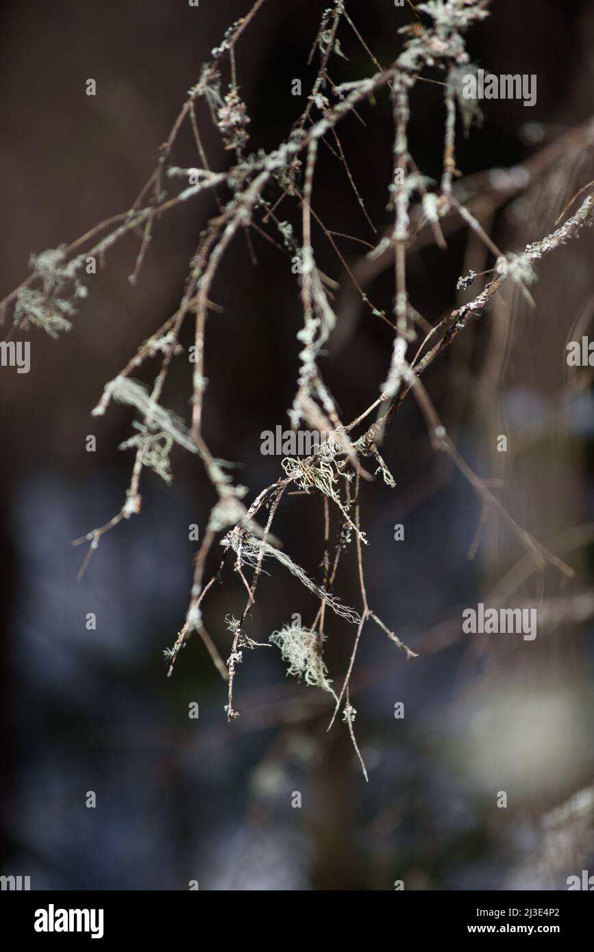 Old branches of fir trees overgrown with moss and lichen in the spring ...