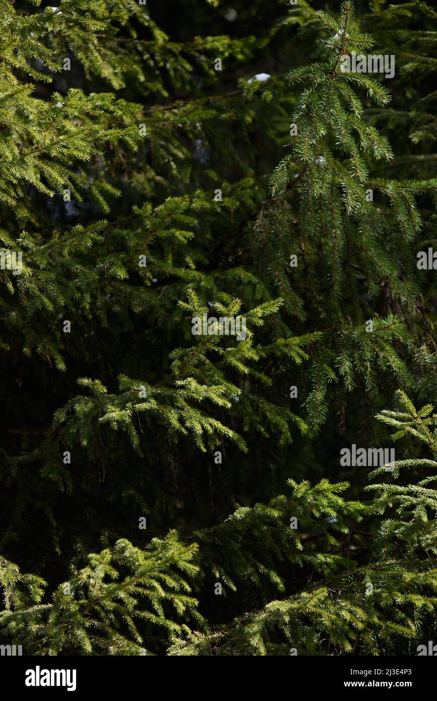Soft fir branches in the light of the warm spring sun in the forest ...