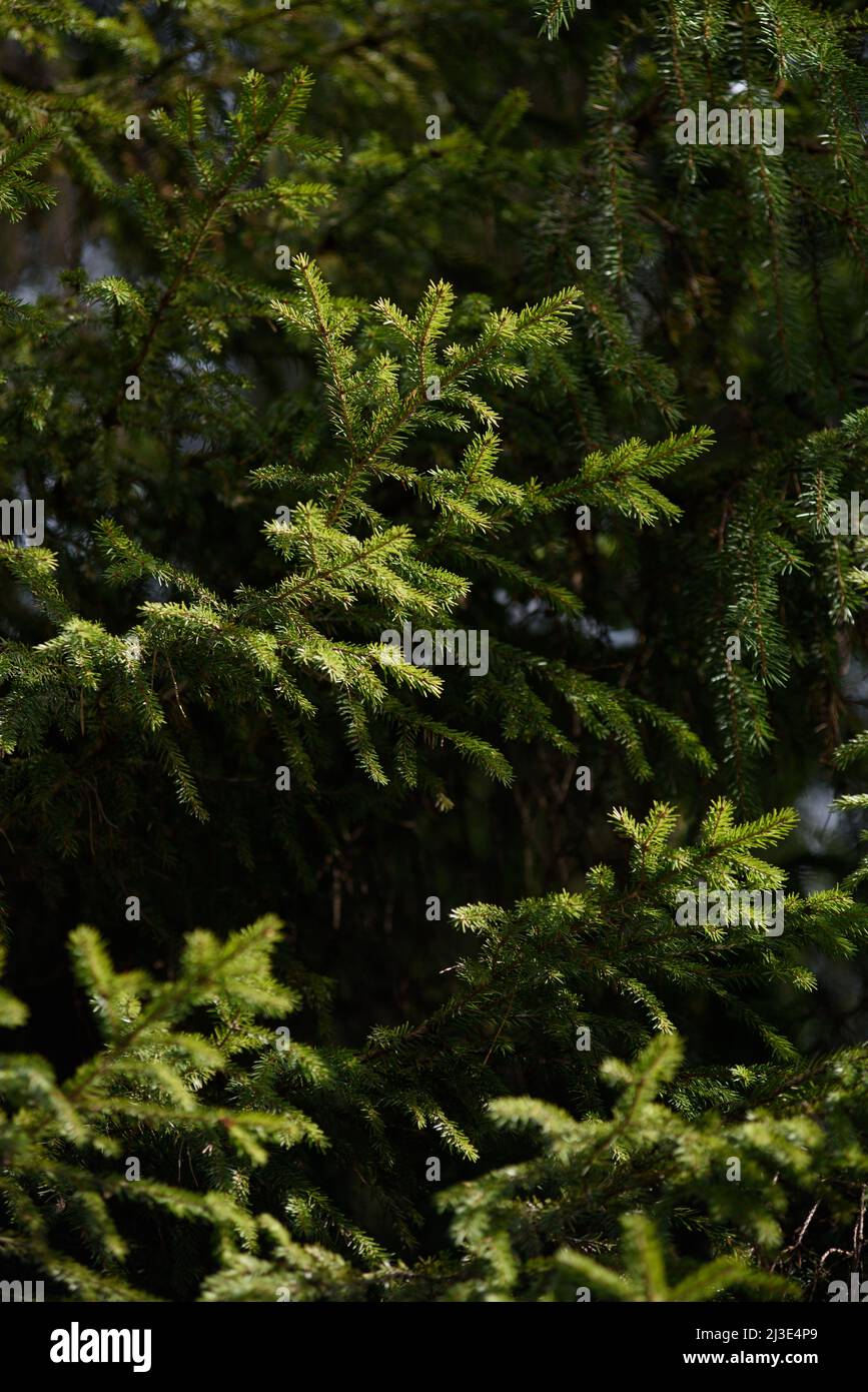 Soft fir branches in the light of the warm spring sun in the forest ...