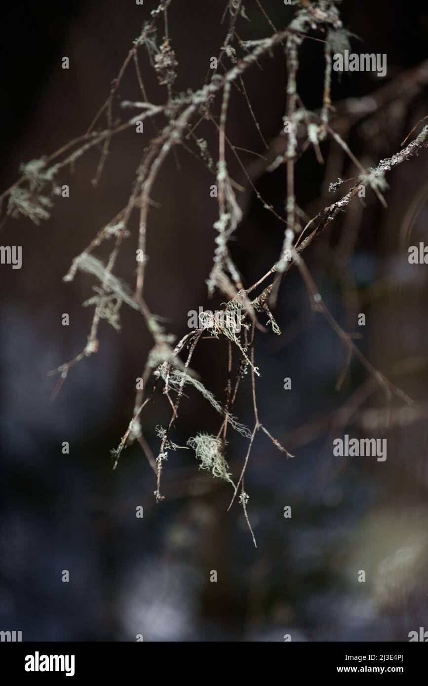 Old branches of fir trees overgrown with moss and lichen in the spring ...
